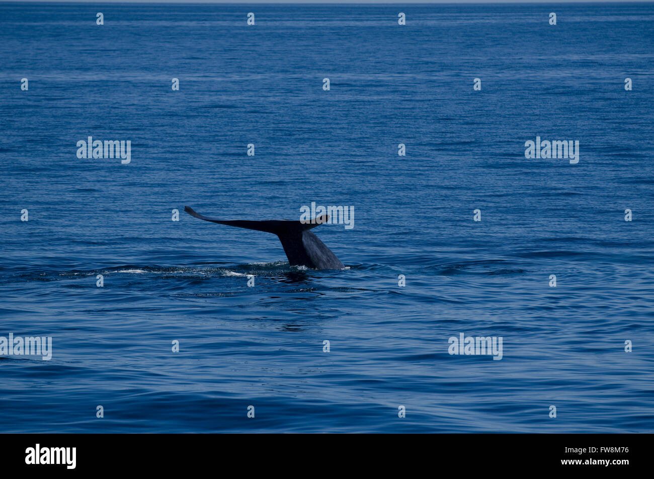 Ballena azul hi-res stock photography and images - Alamy