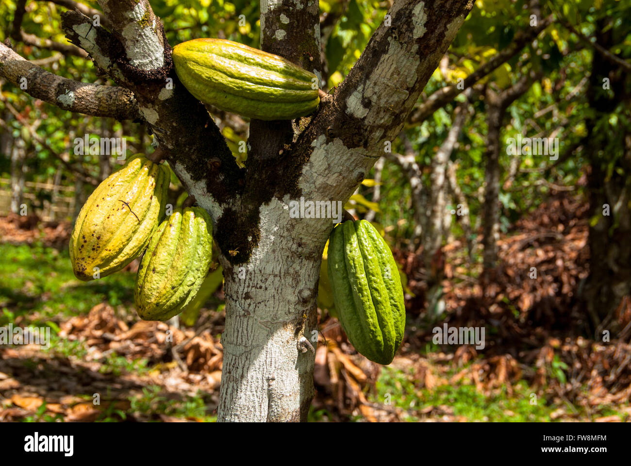 cocoa trees in indonesia Stock Photo - Alamy