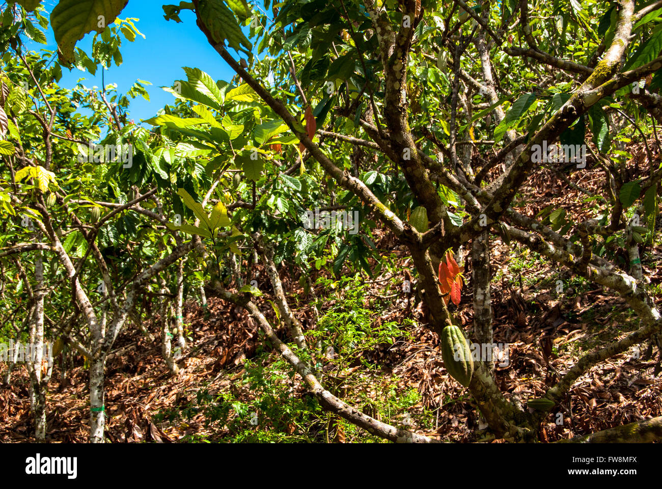 cocoa trees in indonesia Stock Photo - Alamy