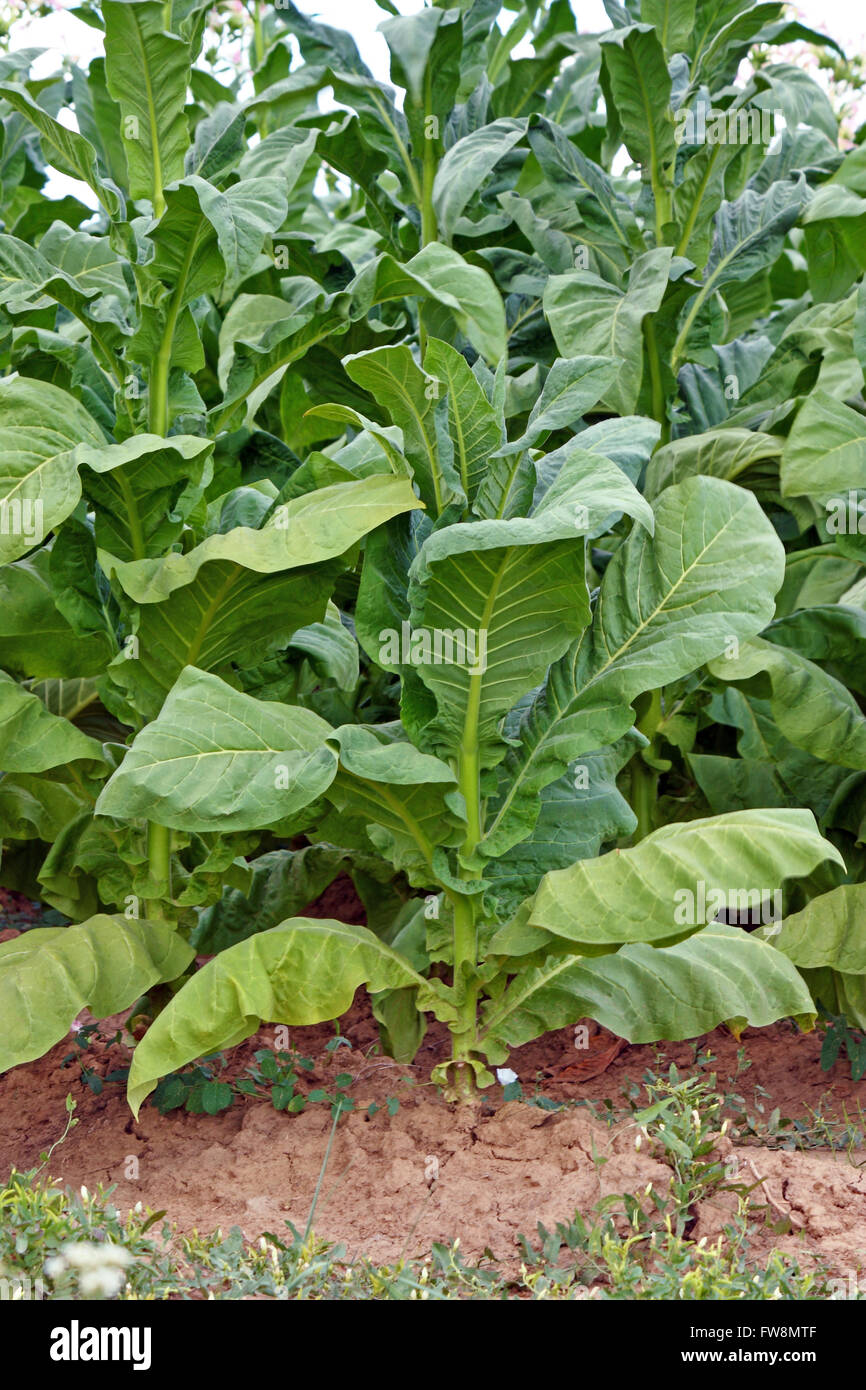 Green tobacco plant with large leaves in farm Stock Photo - Alamy