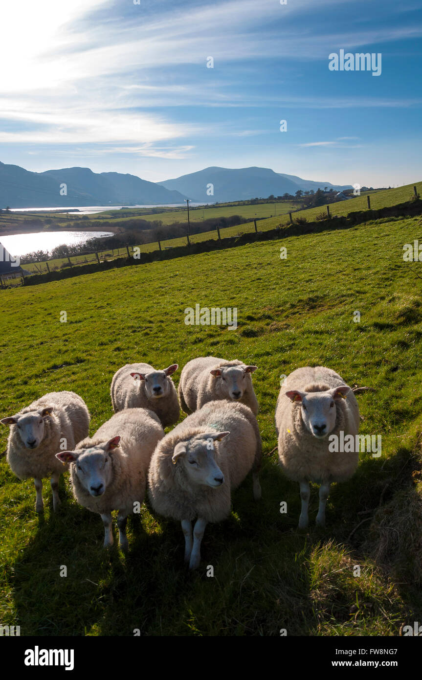 Ardara farm hi-res stock photography and images - Alamy