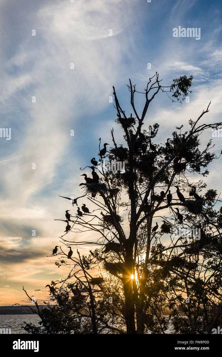 Roosting birds tree hi-res stock photography and images - Alamy