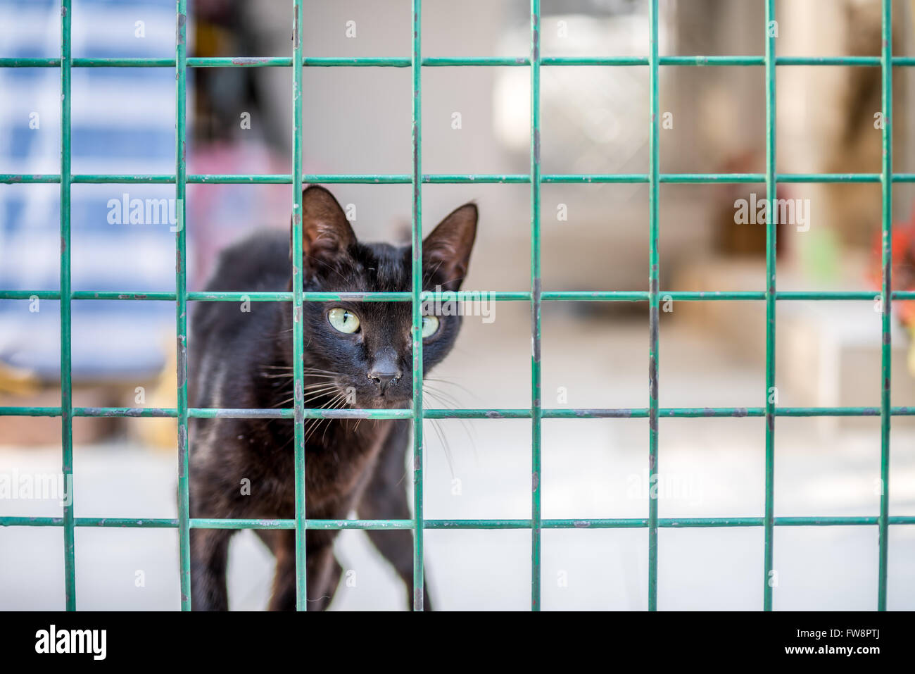 White cat behind bars hi-res stock photography and images - Alamy