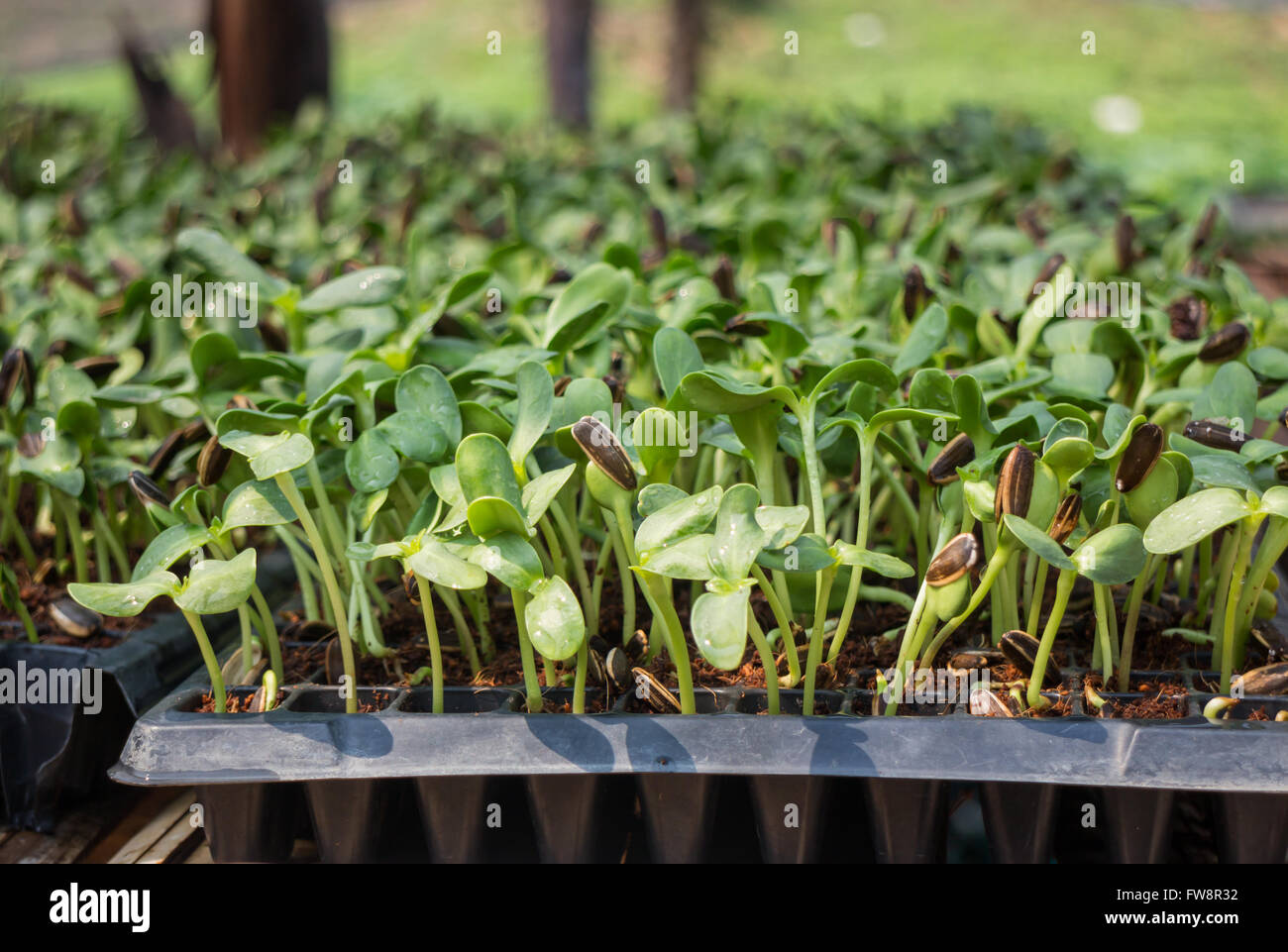 Organic green young sunflower sprouts hi-res stock photography and ...