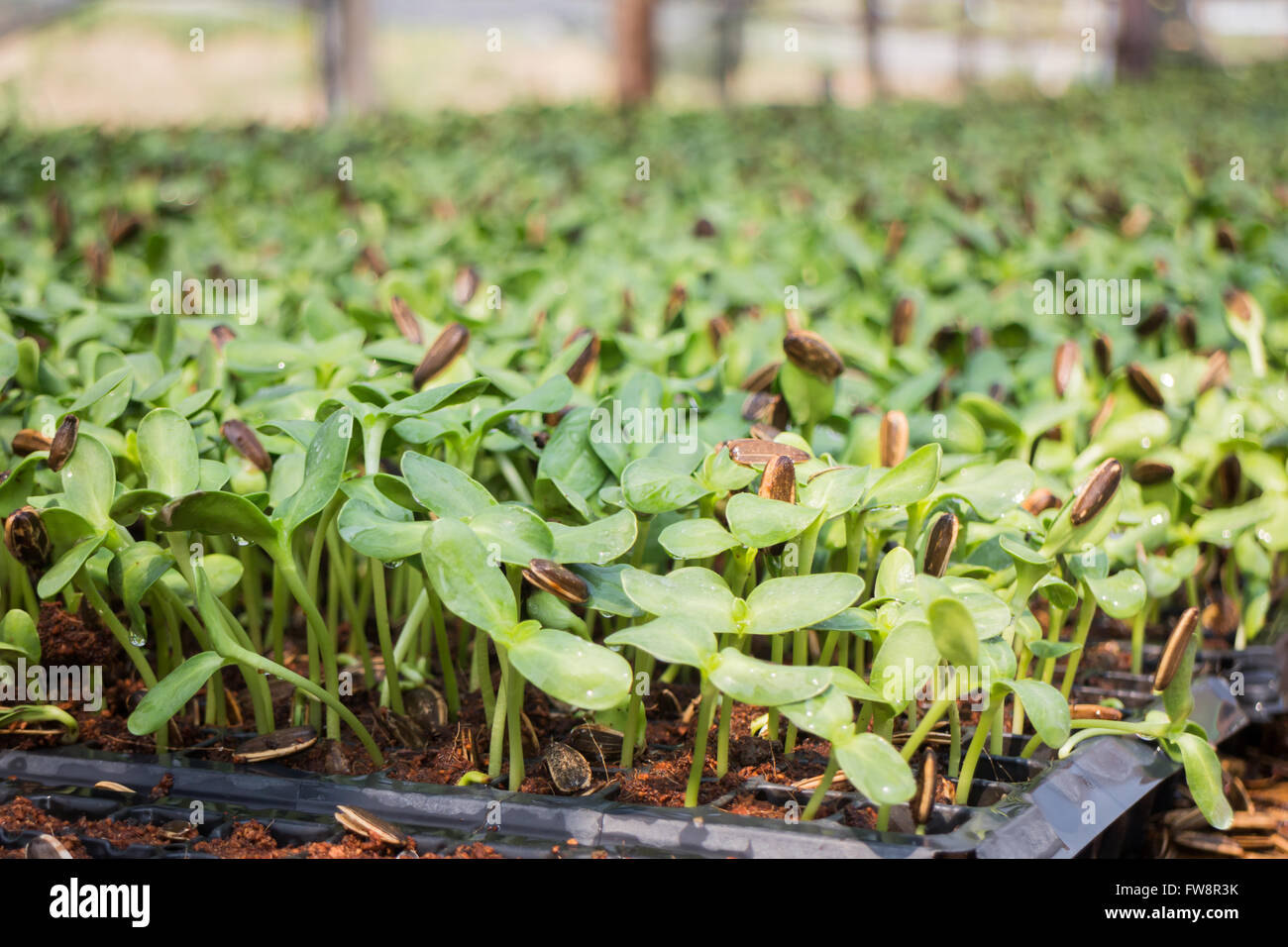 Organic green young sunflower sprouts hi-res stock photography and ...