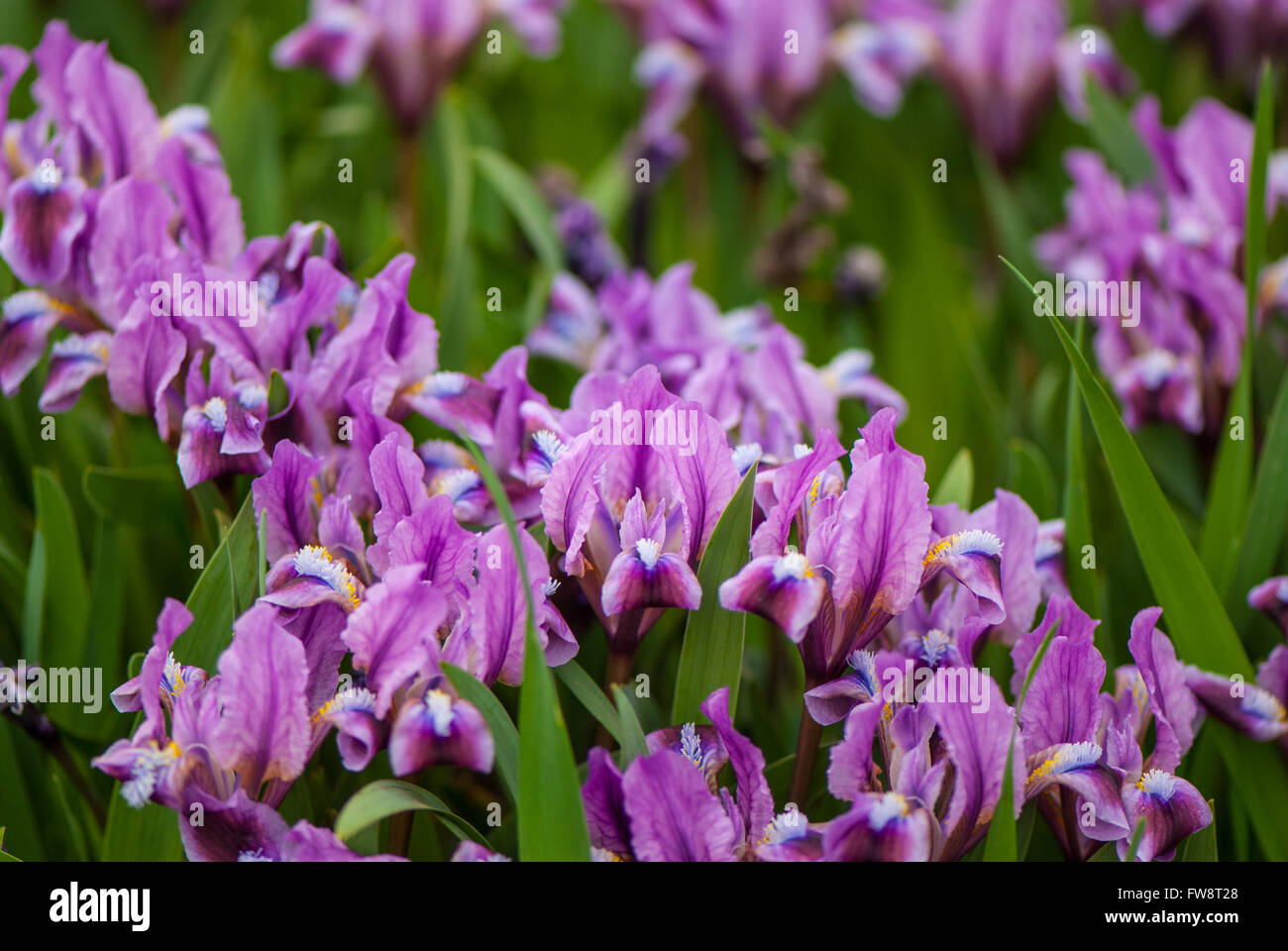 Wild iris flowers hi-res stock photography and images - Alamy