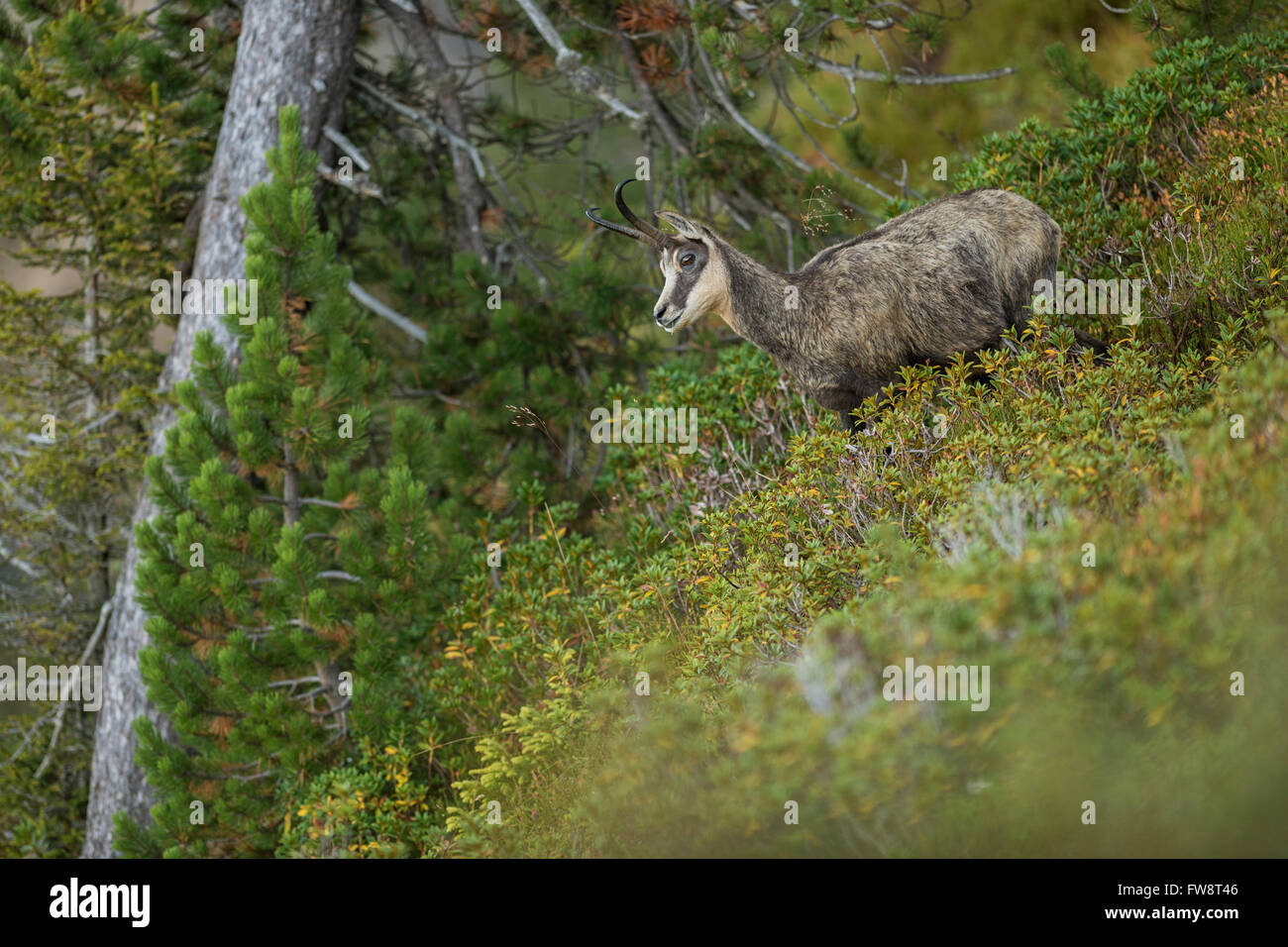 Chamois / Alpine chamois ( Rupicapra rupicapra ) standing in rich ...
