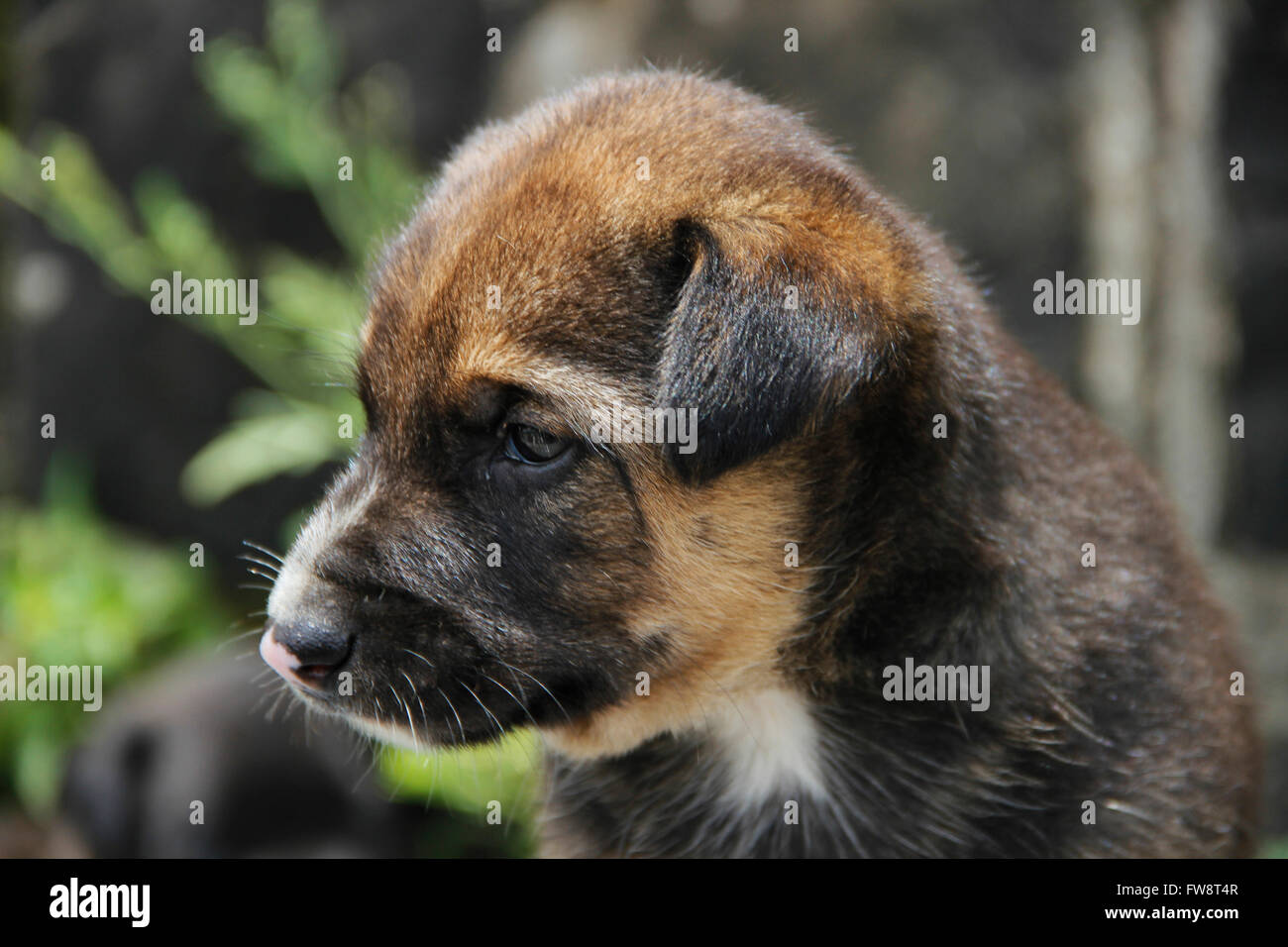 a cute brown puppy Stock Photo - Alamy