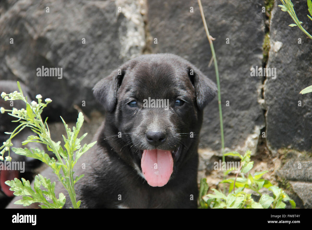 A black puppy hi-res stock photography and images - Alamy