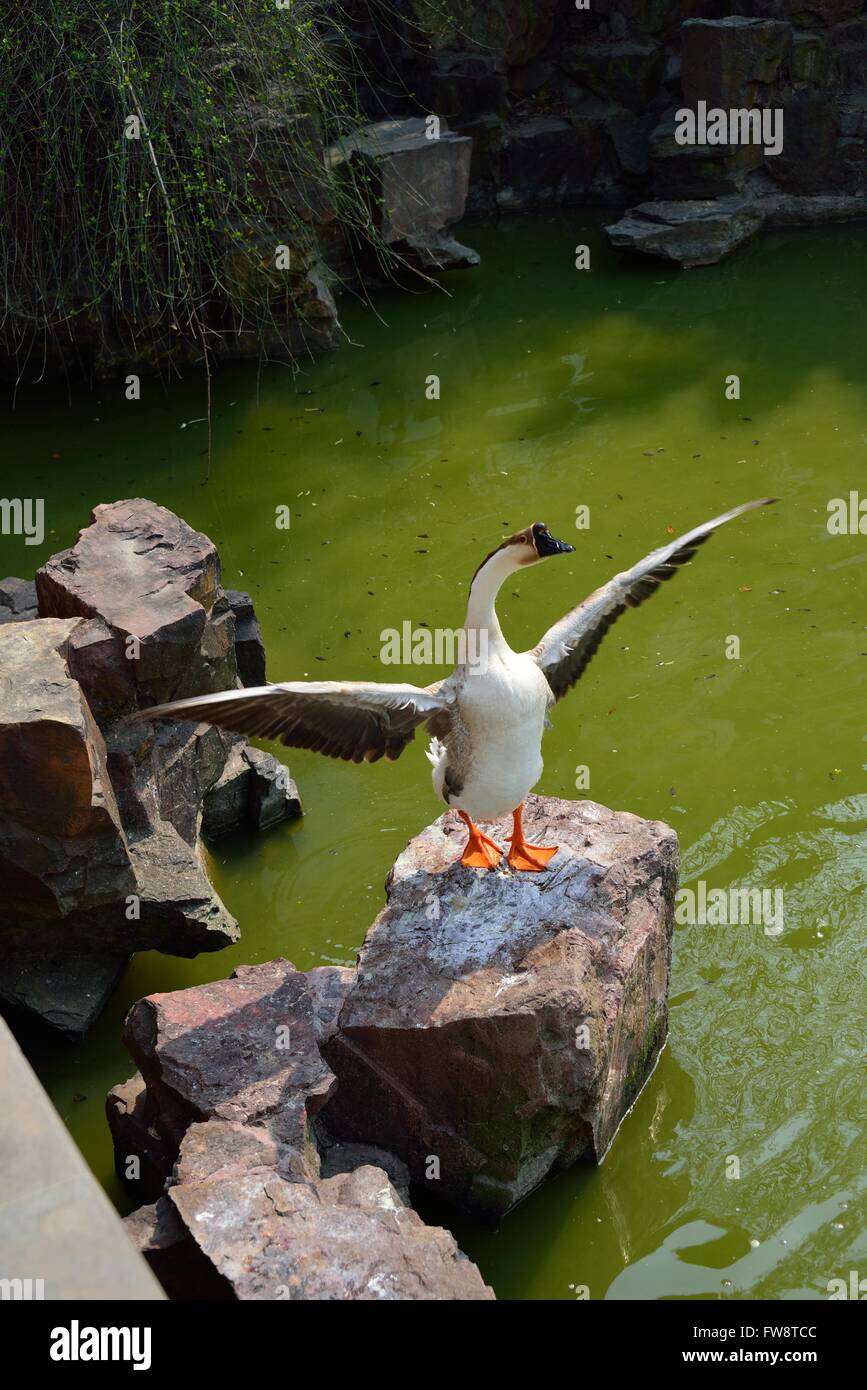 Chinese goose standing on rock flapping wings Stock Photo - Alamy