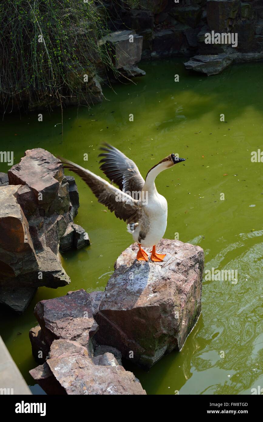 Chinese goose standing on rock flapping wings Stock Photo - Alamy