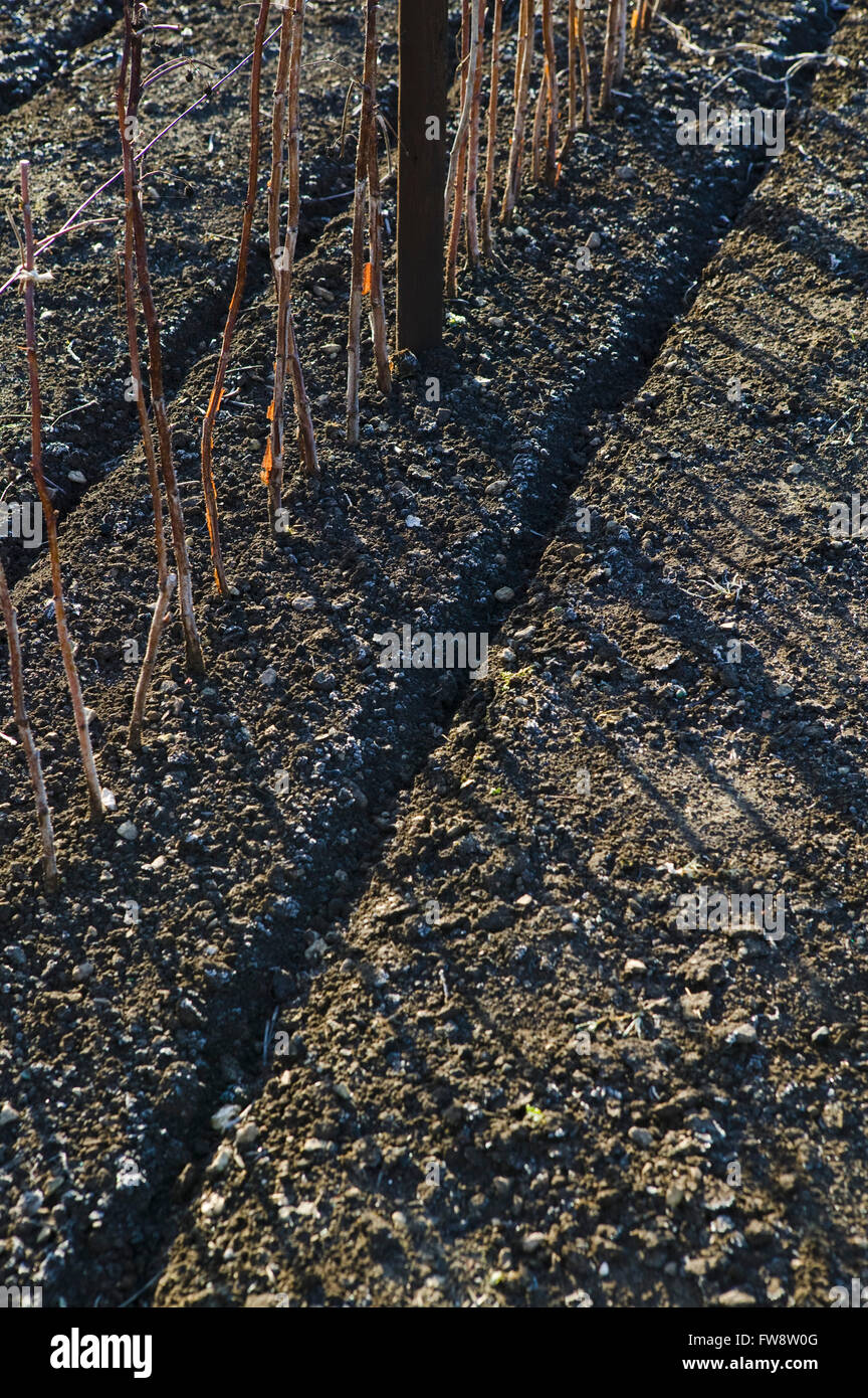 Lines of perfectly prepared soil and straight rasberry canes wait for ...