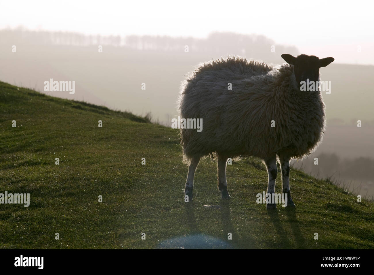 English typical sheep in hi-res stock photography and images - Alamy