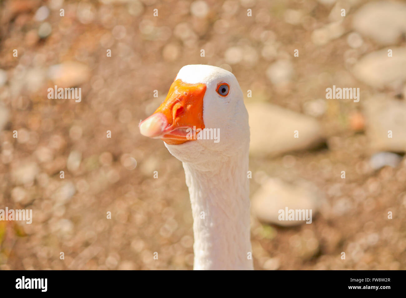 Goose portrait white goose portrait hi-res stock photography and images ...