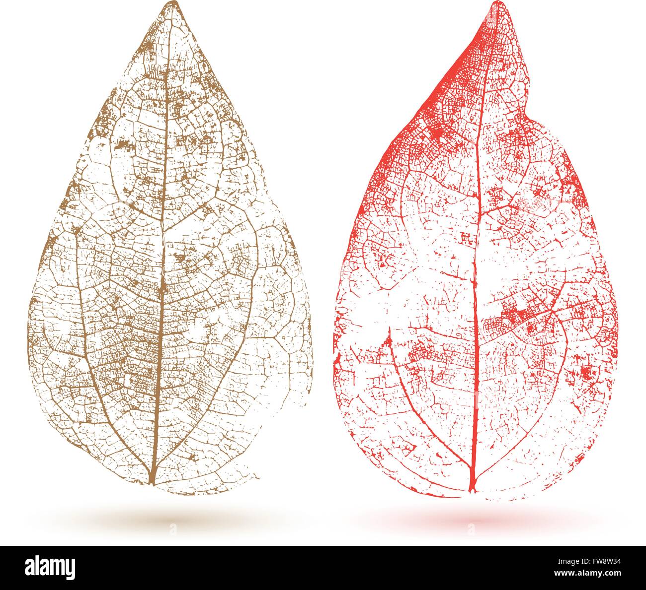 Vector leaf isolated. Transparent style Stock Vector Image & Art - Alamy