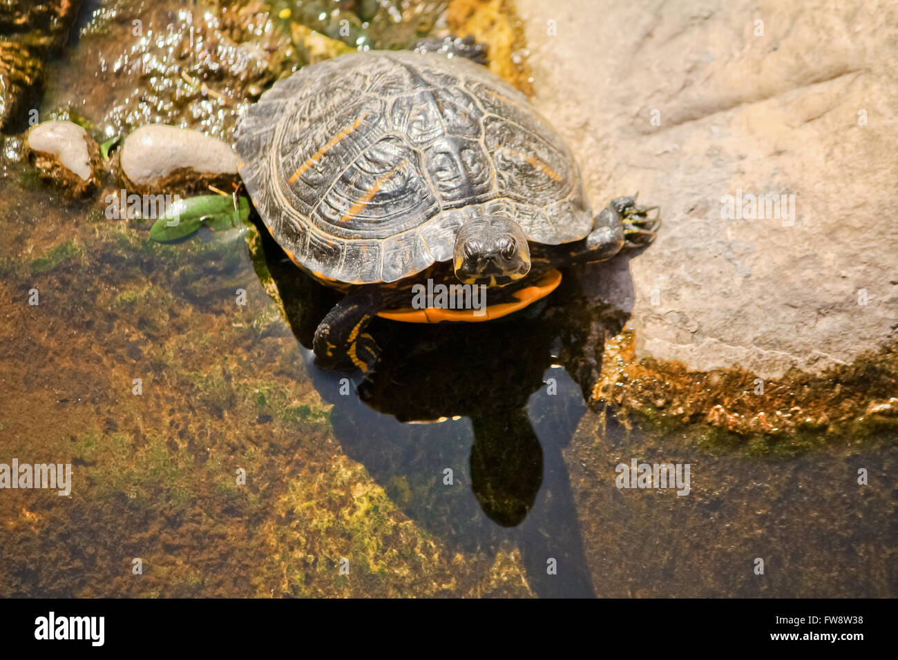 Turtle out of water in a sunny day Stock Photo - Alamy
