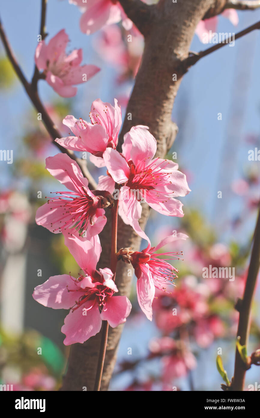 Weeping cherry blossom tree branch hi-res stock photography and images ...