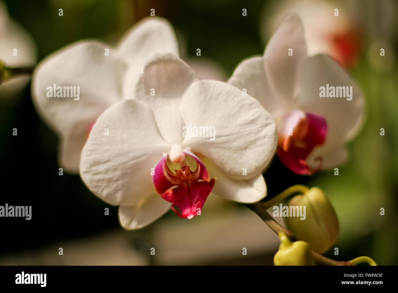 Orchidea phalaenopsis orchid hi-res stock photography and images - Alamy