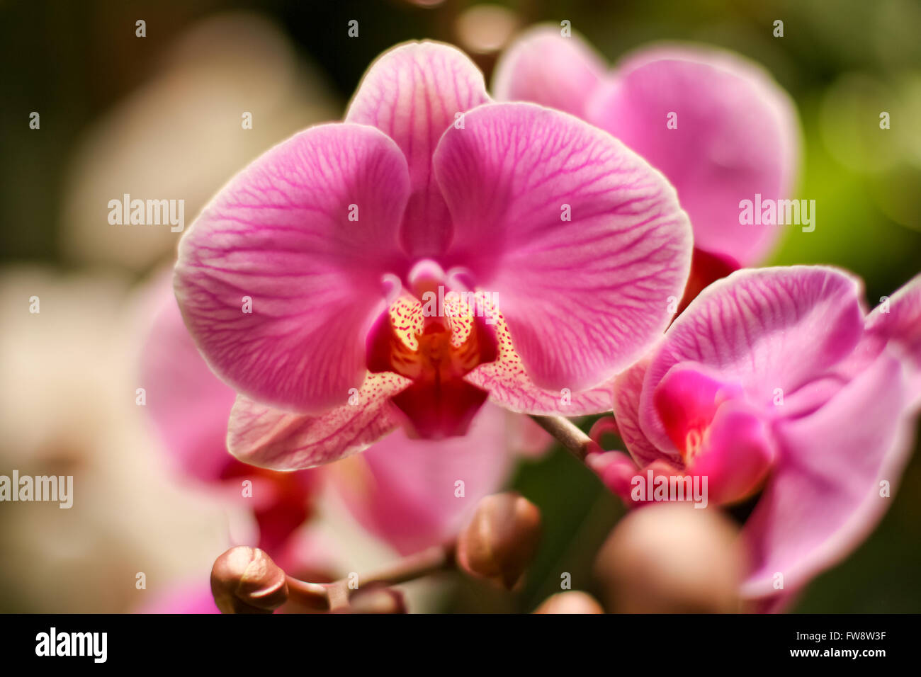 Pink orchidea hi-res stock photography and images - Alamy