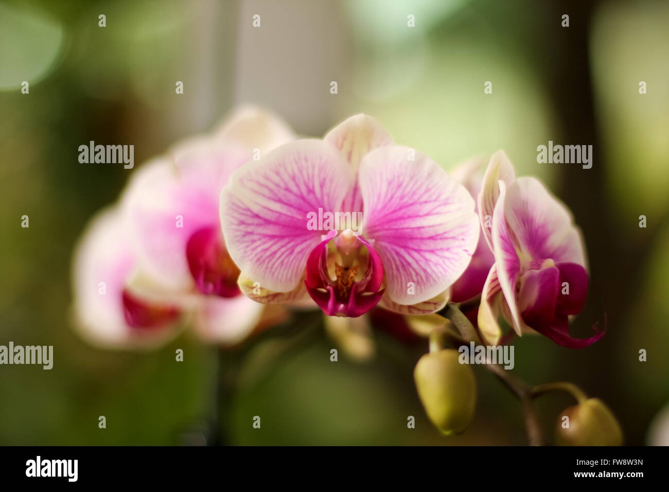 Pink orchidea hi-res stock photography and images - Alamy
