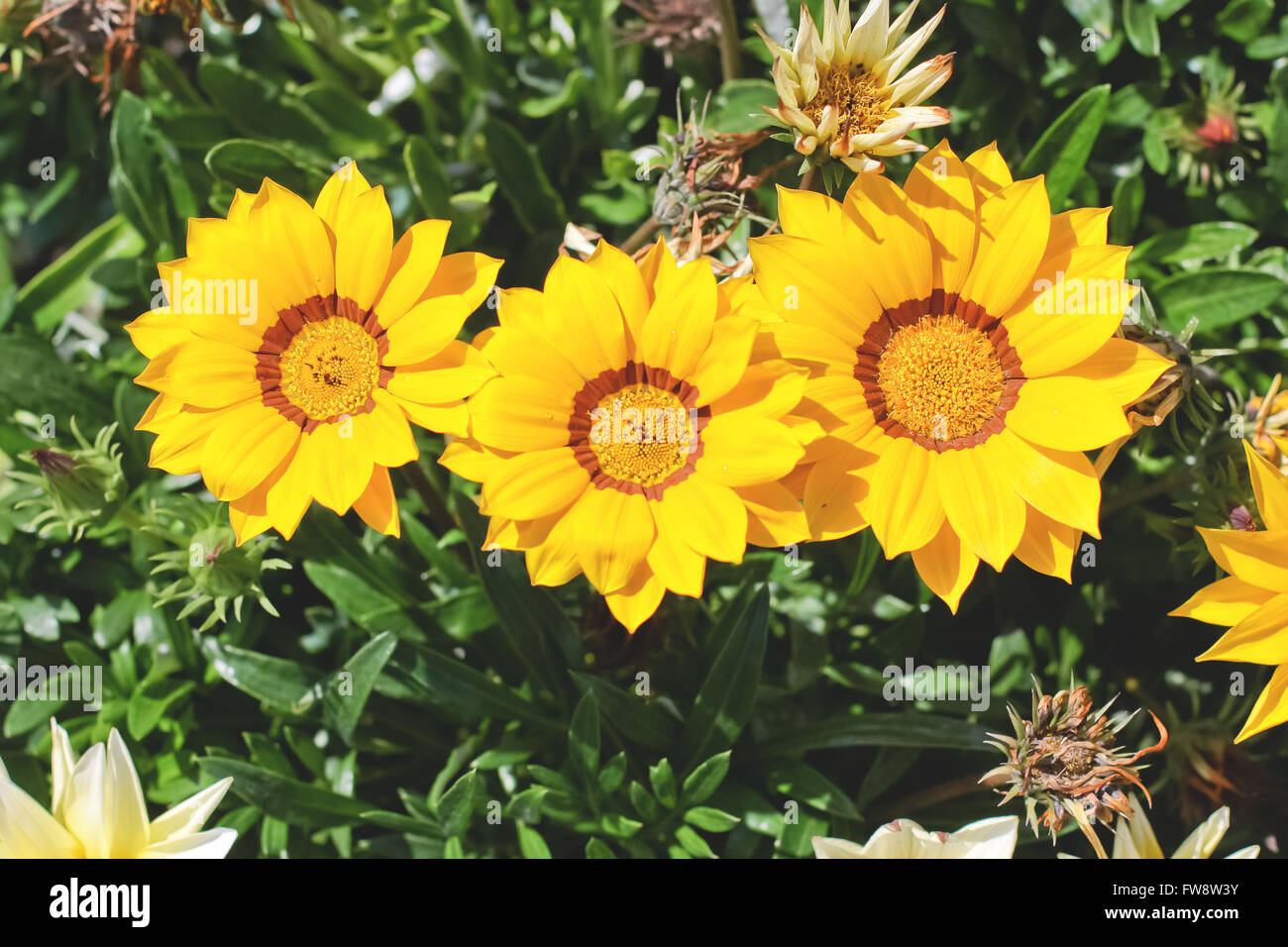 Gazania pot hi-res stock photography and images - Alamy