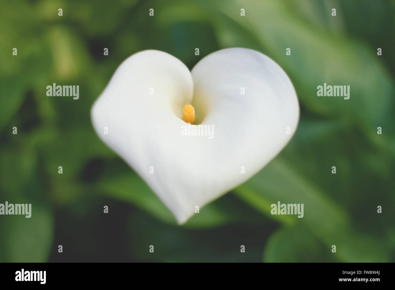 Calla flower heart shaped Stock Photo - Alamy