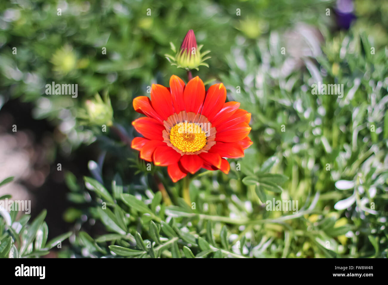 Red Gazania Flower in the garden Stock Photo - Alamy