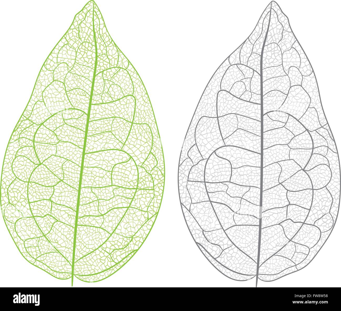 Vector leaf isolated Stock Vector Image & Art - Alamy