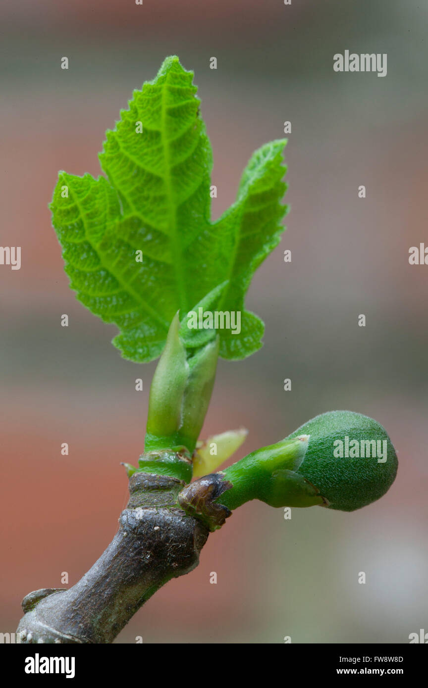 Fig bud hi-res stock photography and images - Alamy
