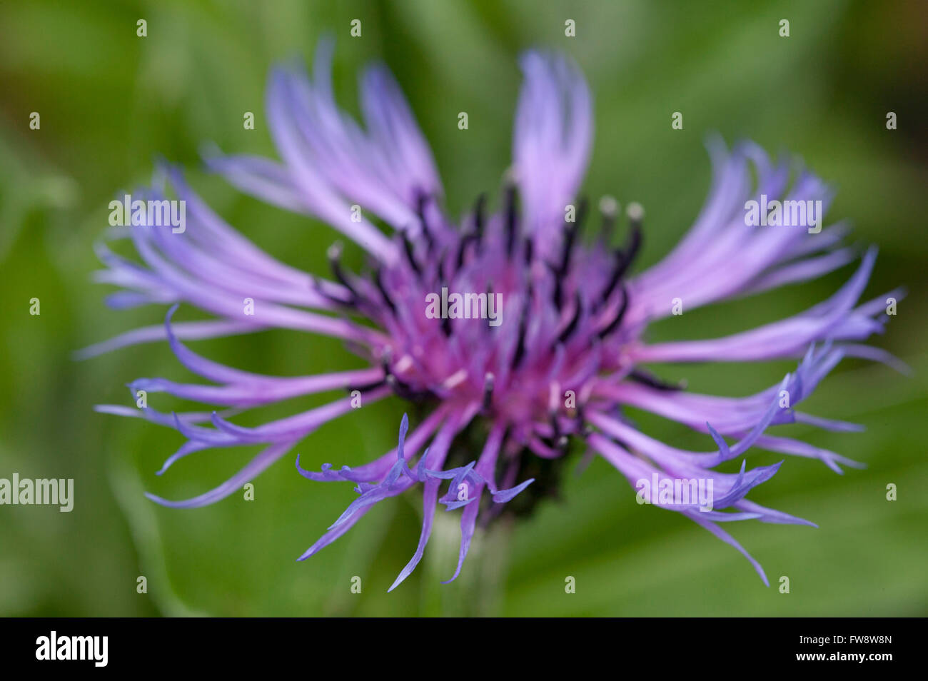 Perennial corn flower hi-res stock photography and images - Alamy