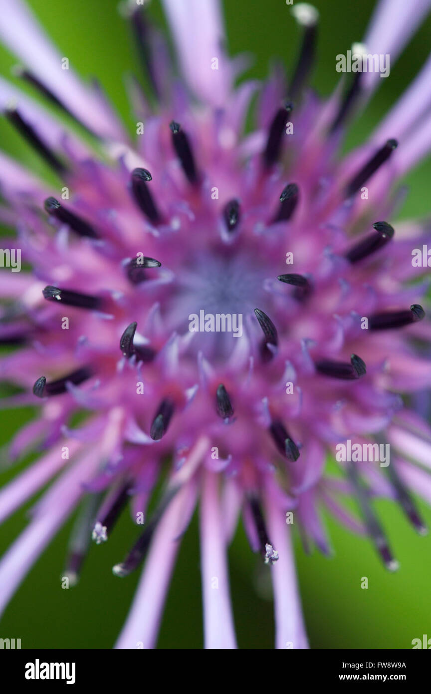 Perennial corn flower hi-res stock photography and images - Alamy