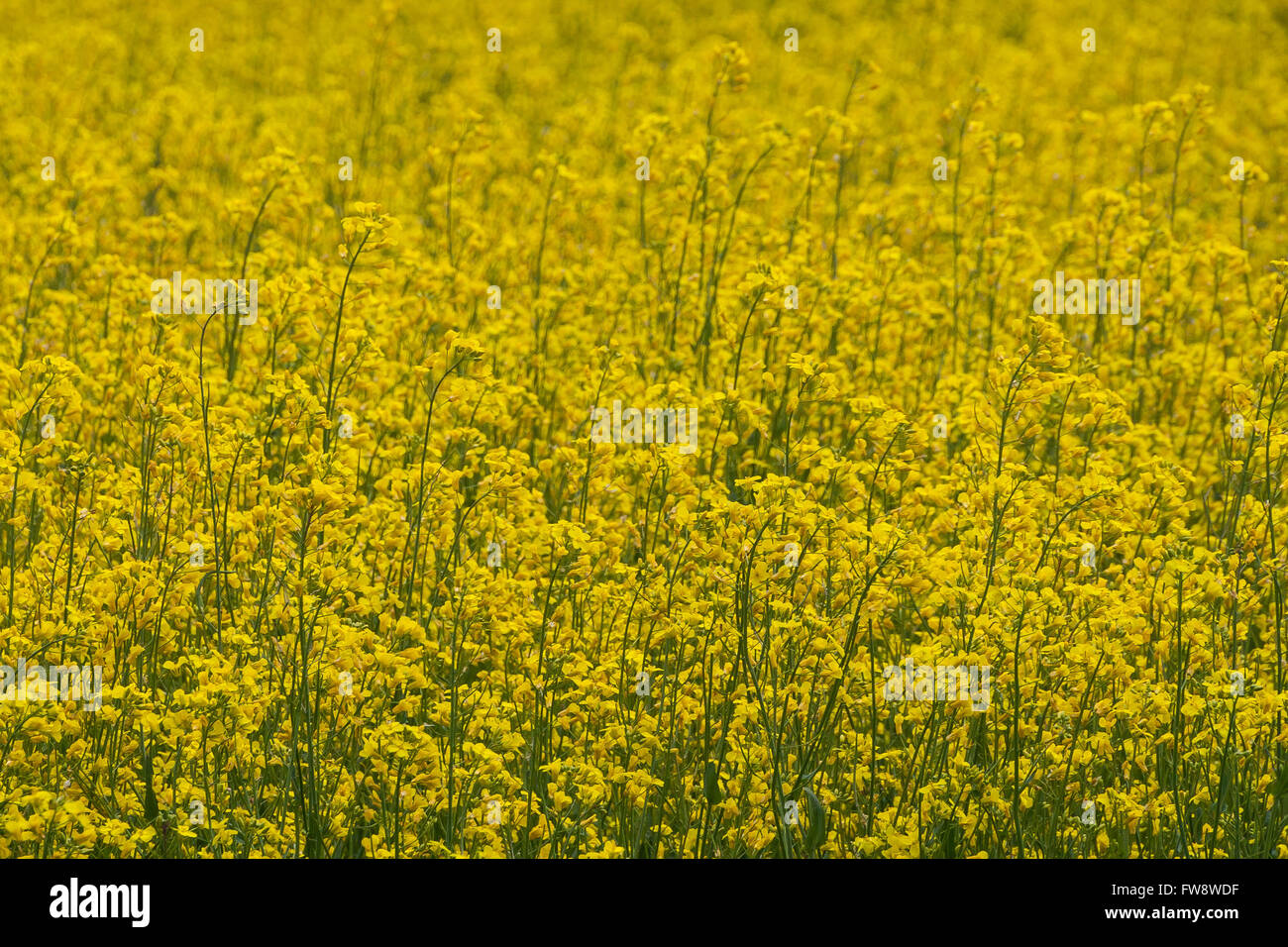 A canola/rapeseed field close up Stock Photo - Alamy