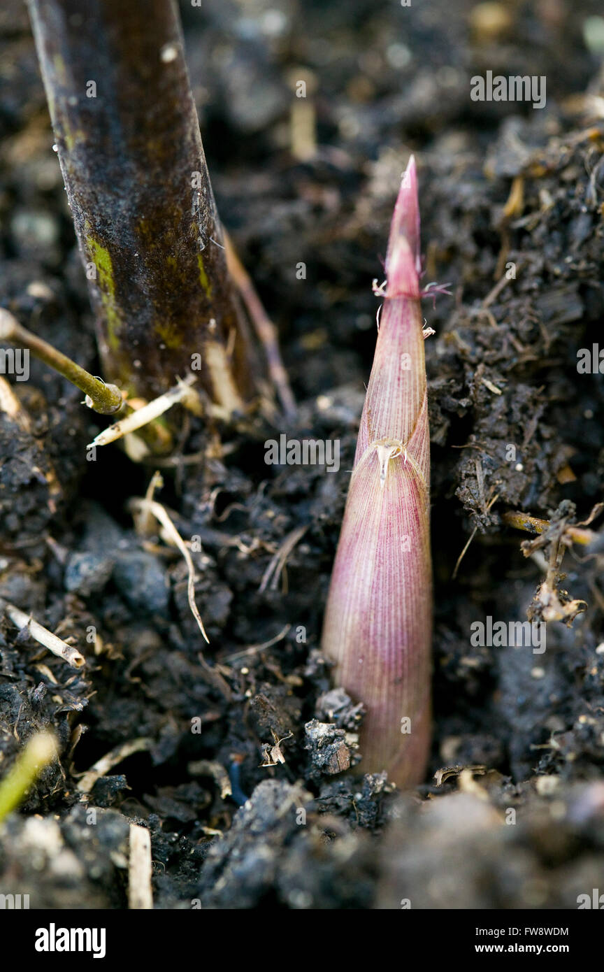 Golden bamboo shoot hi-res stock photography and images - Alamy