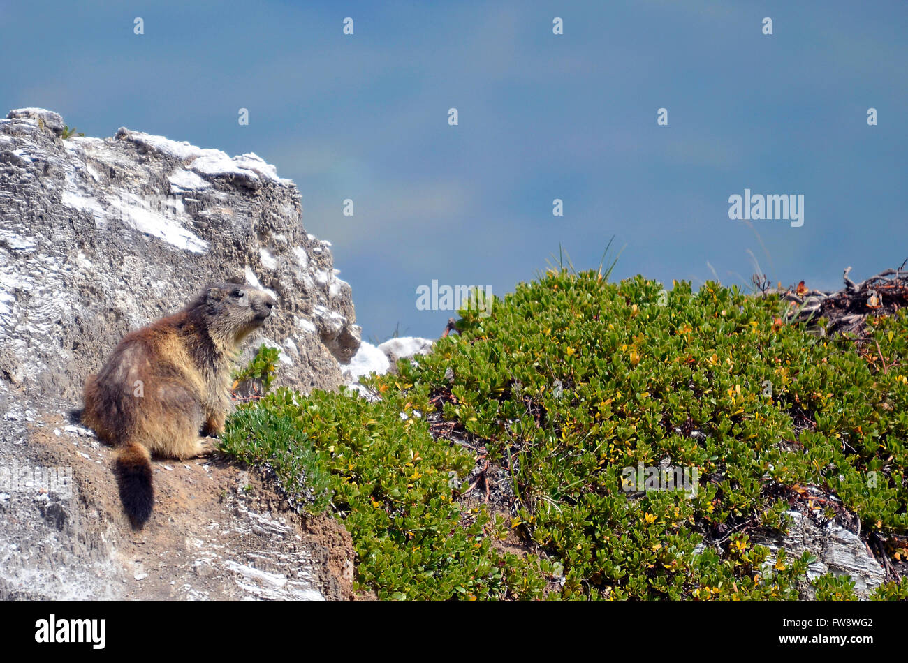 Alpine marmot in the french alps hi-res stock photography and images ...