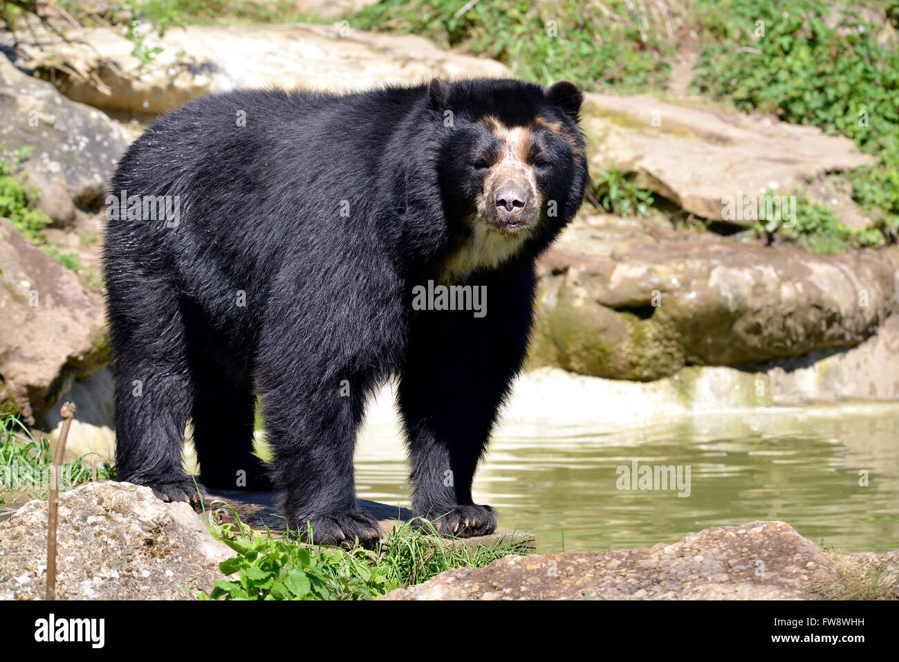 Andean bear (Tremarctos ornatus) standing near pond, also known as the ...