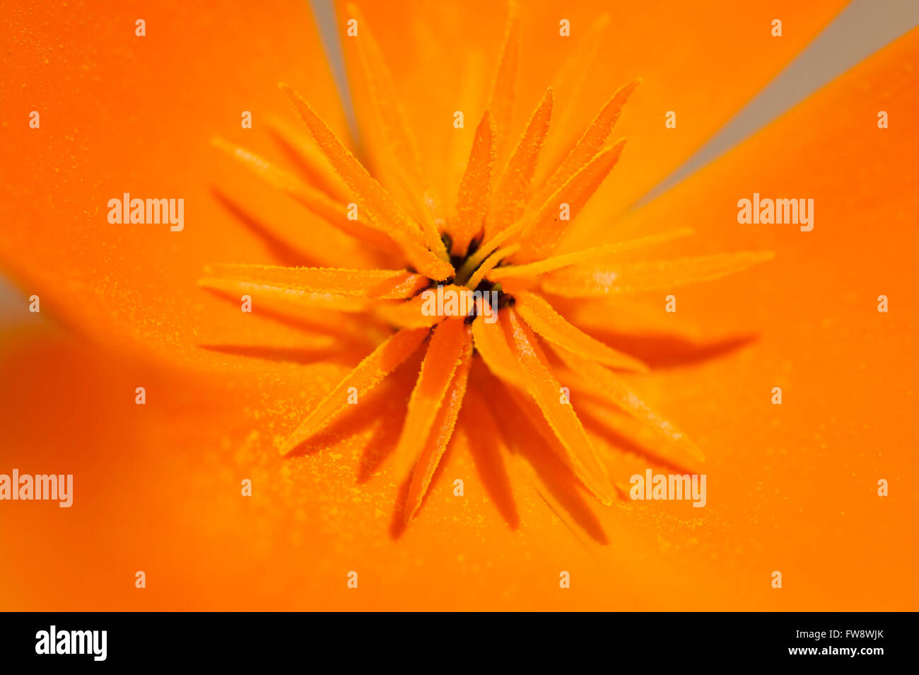 A close up detailed image of a californis poopy bloom showing delicate ...