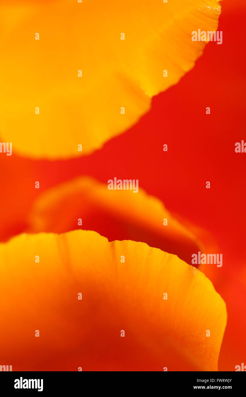 A close up detailed image of a californis poopy bloom showing delicate ...