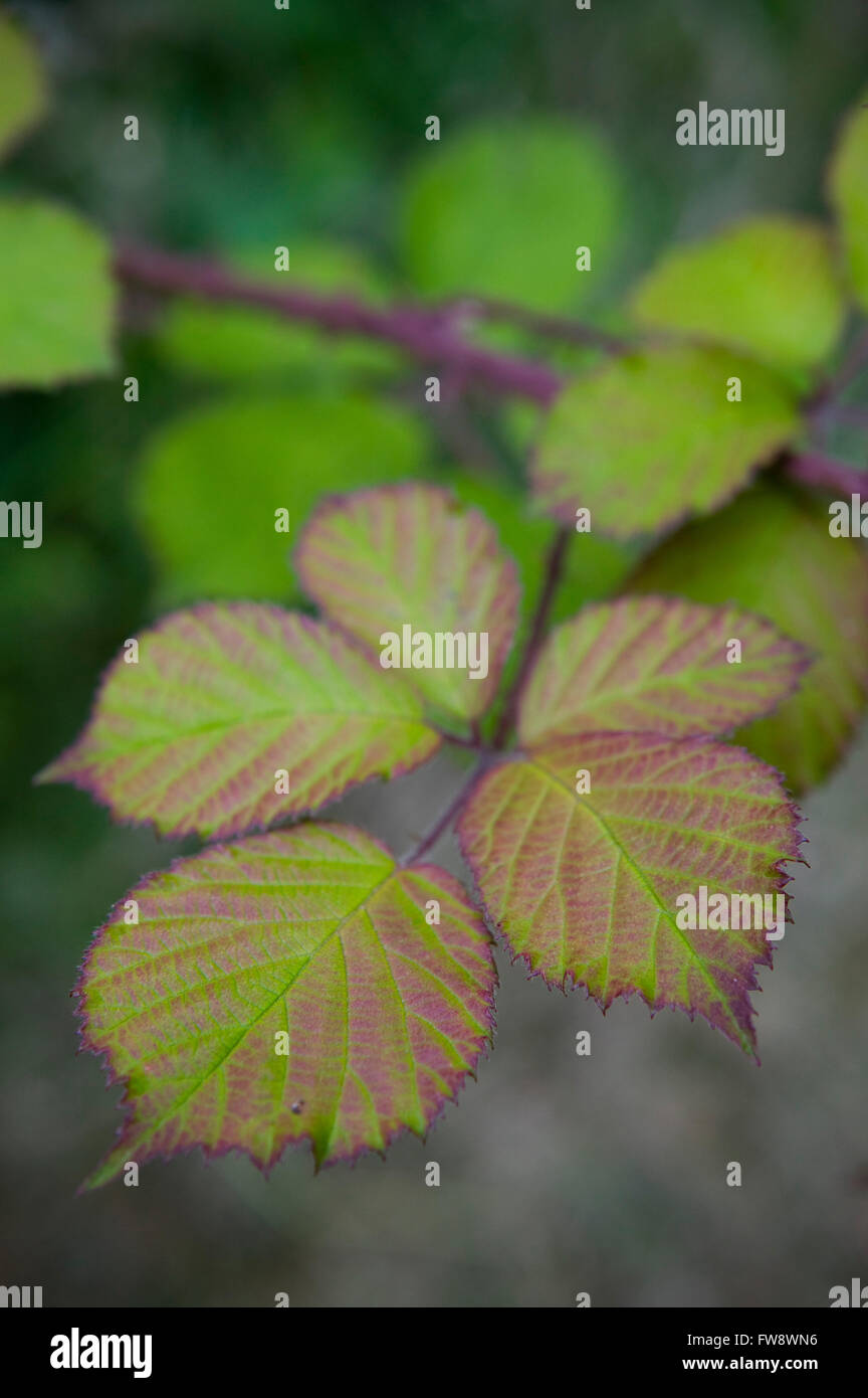 Blackberry Bush Leaves