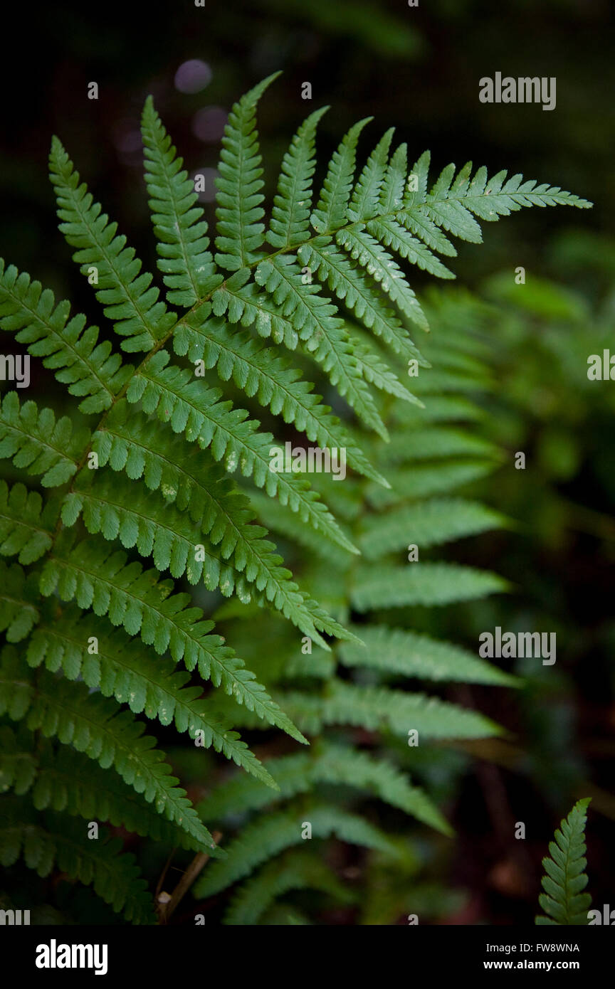 Detail of the fronds of a fern arcing out over the forest floor and ...