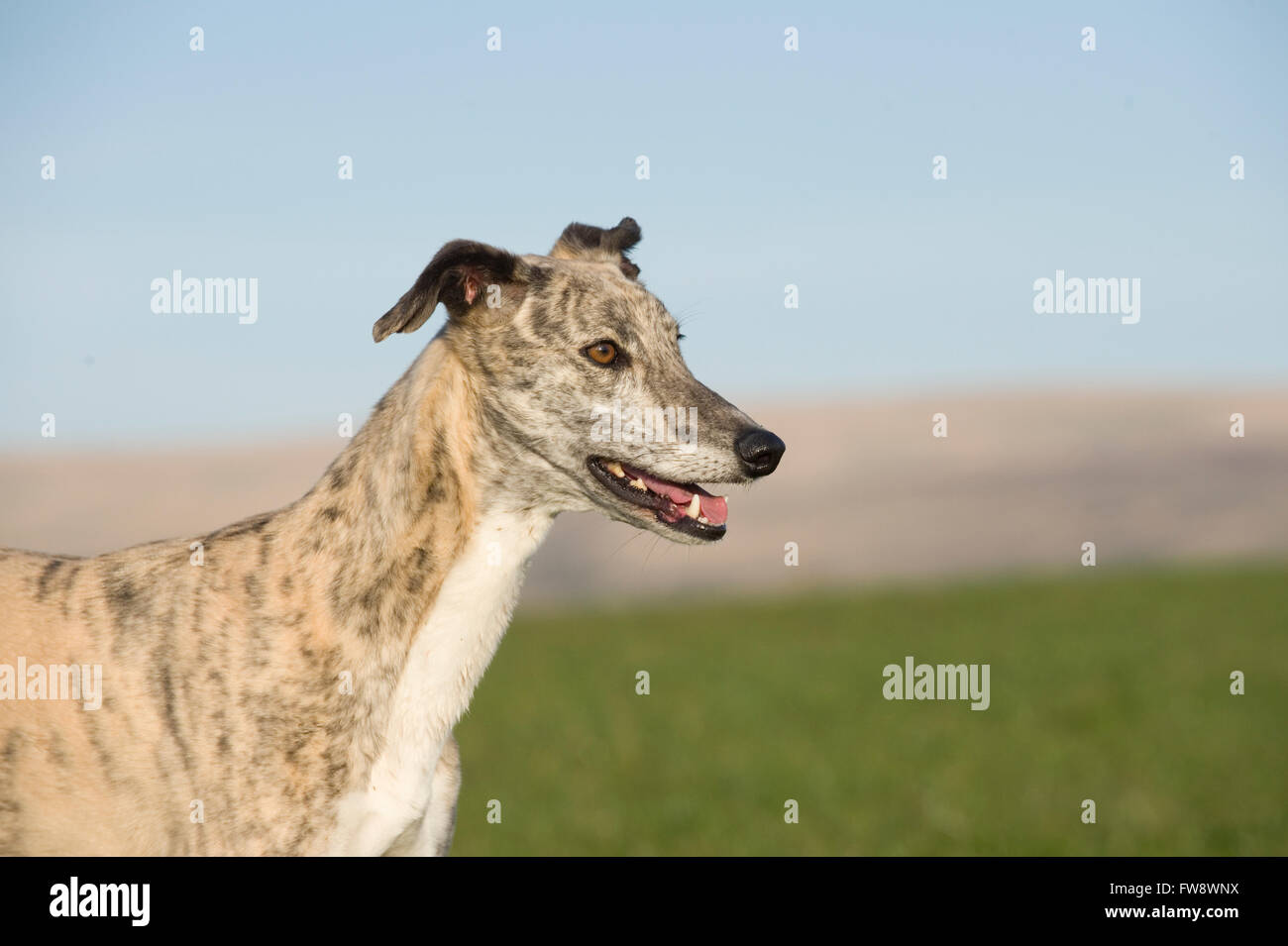 Whippet side view hi-res stock photography and images - Alamy