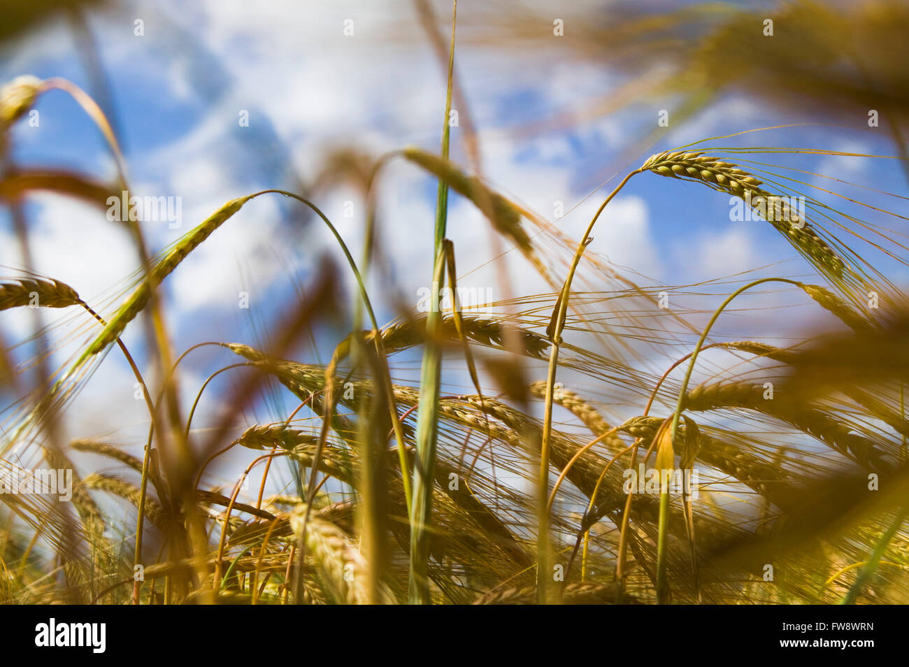 A filed of wheat ripening in the british sunshine in a field in the ...