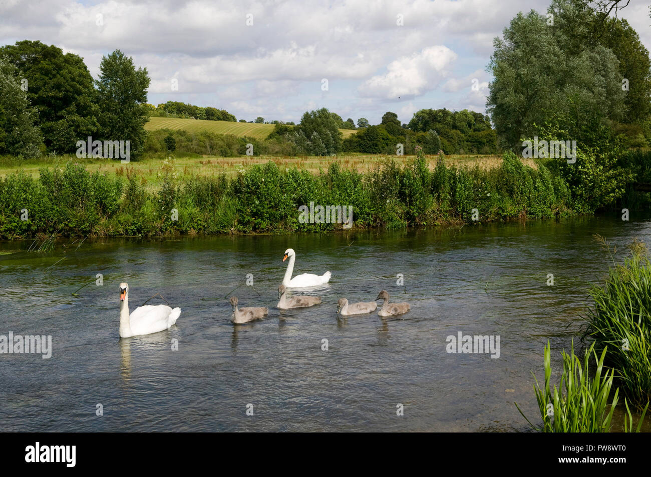 A family of swans and signets still in their grey feathers and dark ...