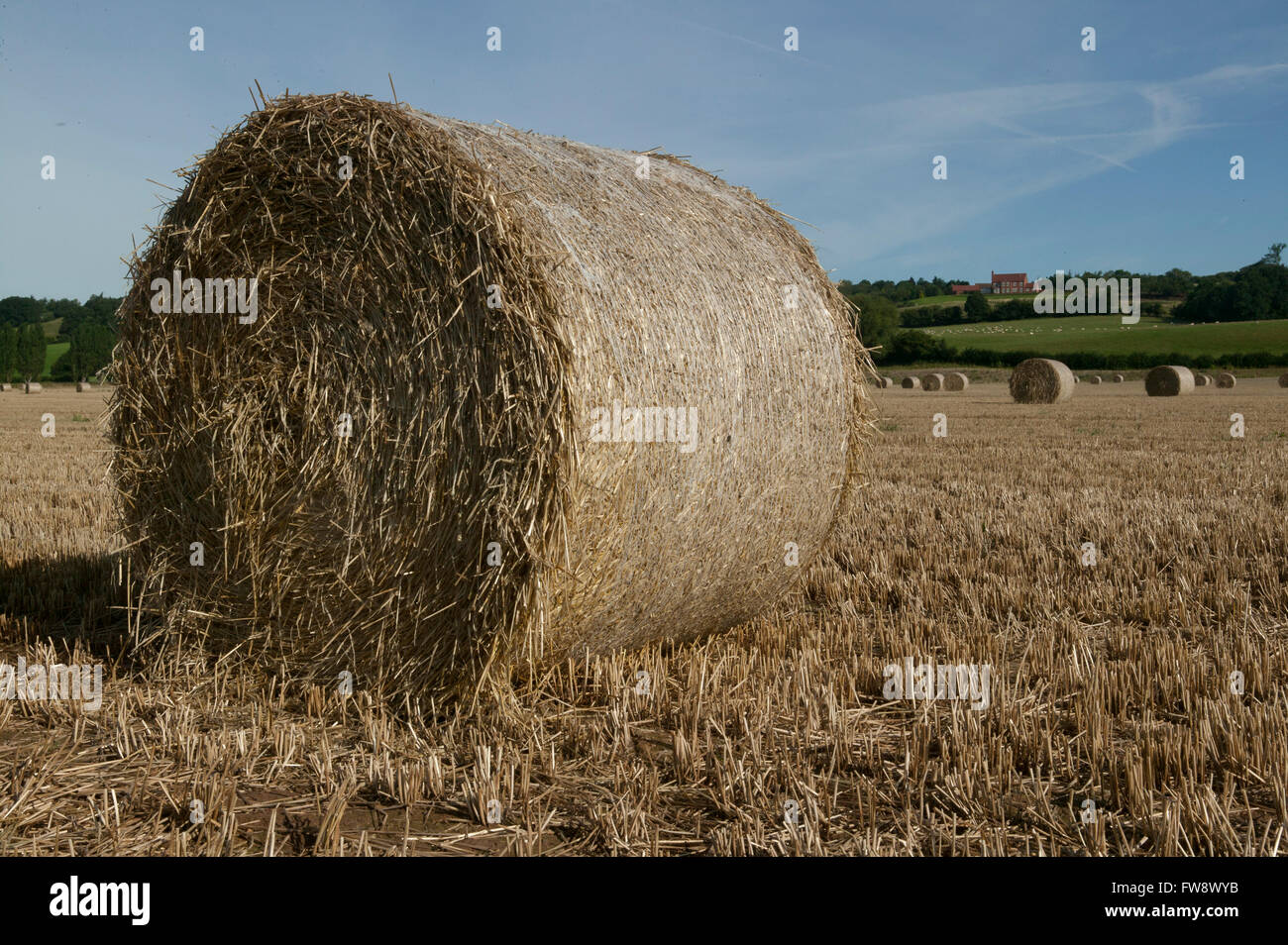 Round bales of hay or straw after harvesting the dcrop left in the ...