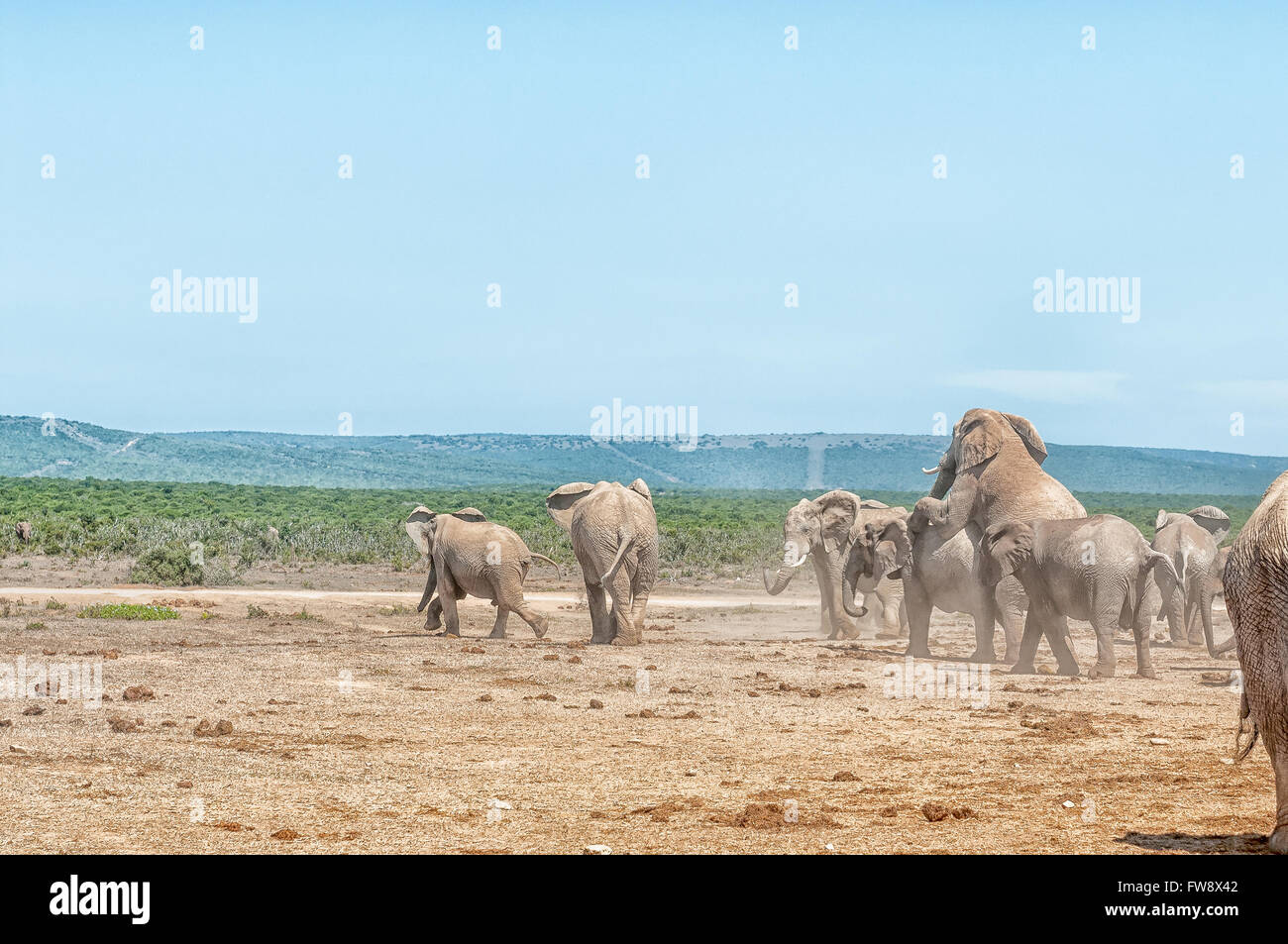 African elephant mating hi-res stock photography and images - Alamy