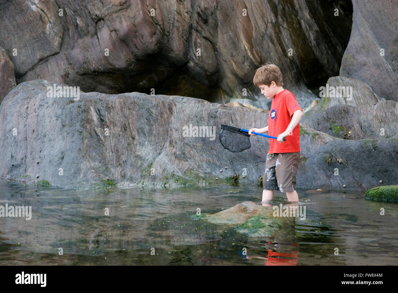 Searching rock pool hi-res stock photography and images - Alamy
