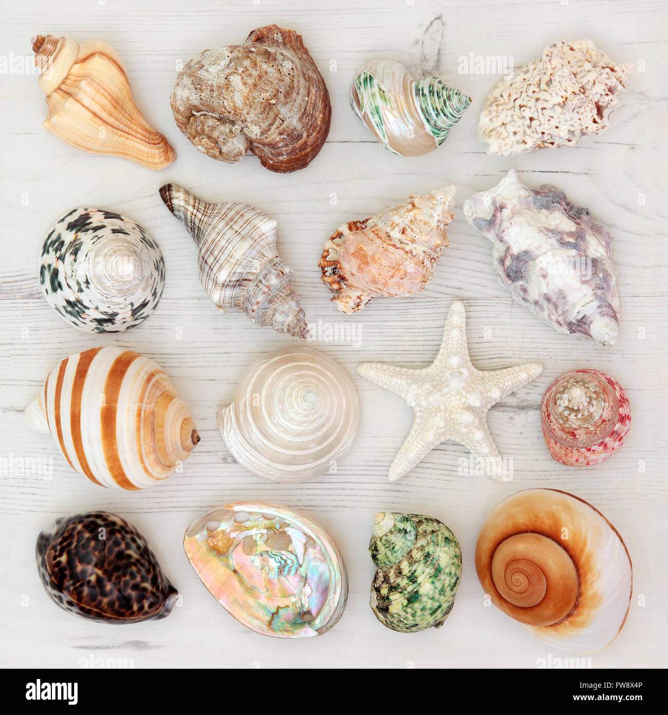 Sea shell selection on a distressed wooden background Stock Photo - Alamy