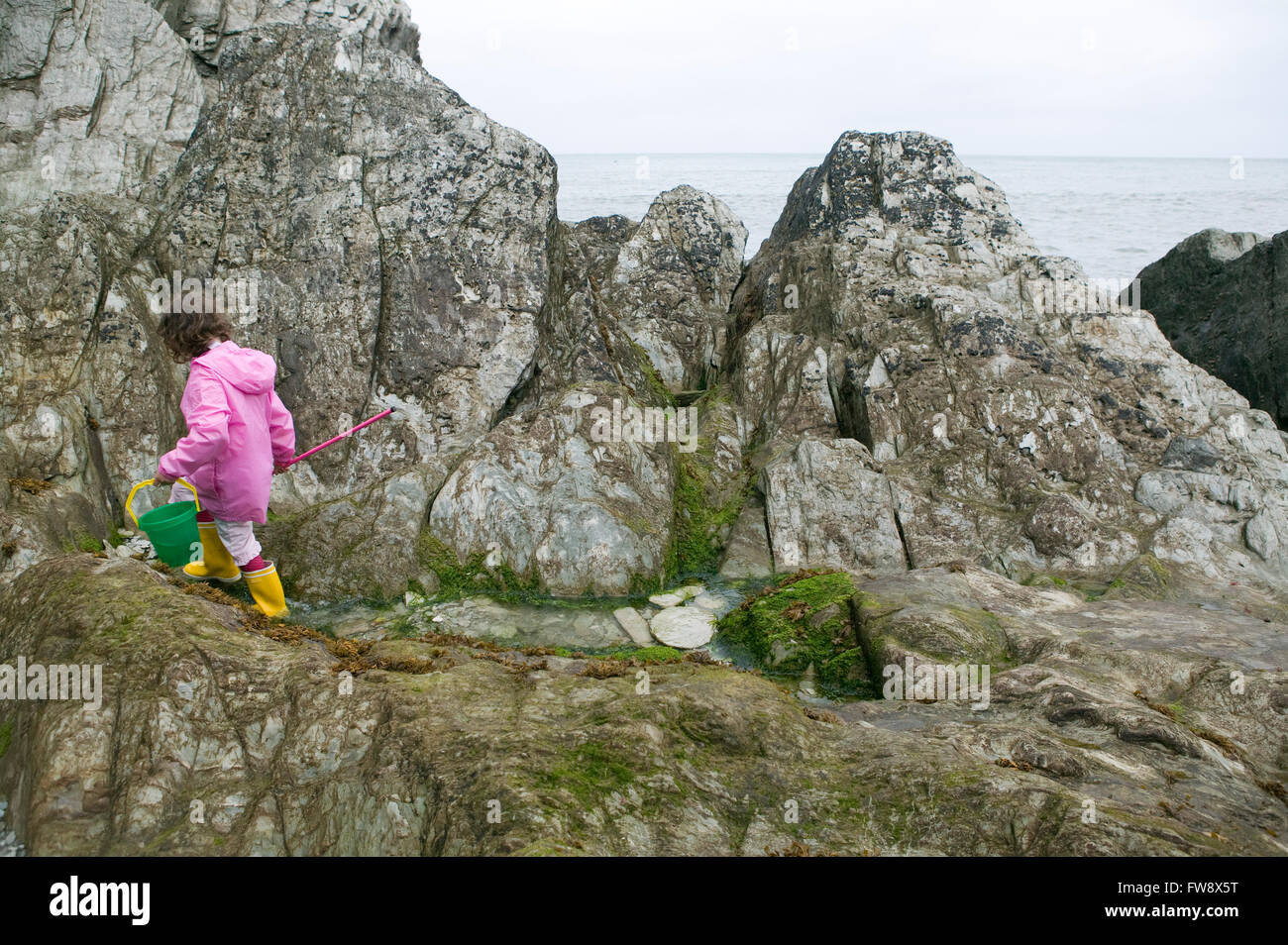 Rock pool fish hi-res stock photography and images - Alamy