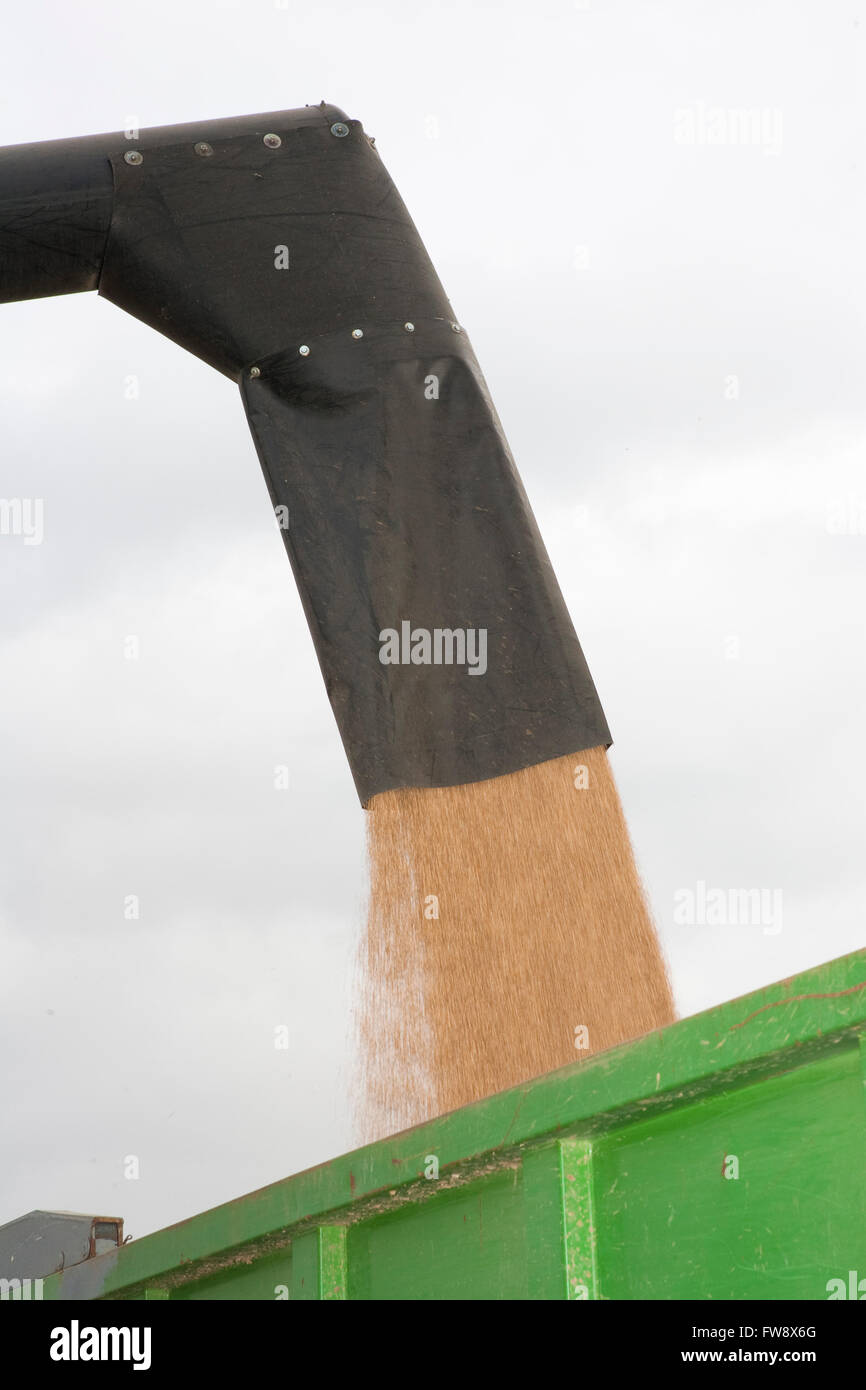 A combine harvester and a tractor working together on a british farm ...