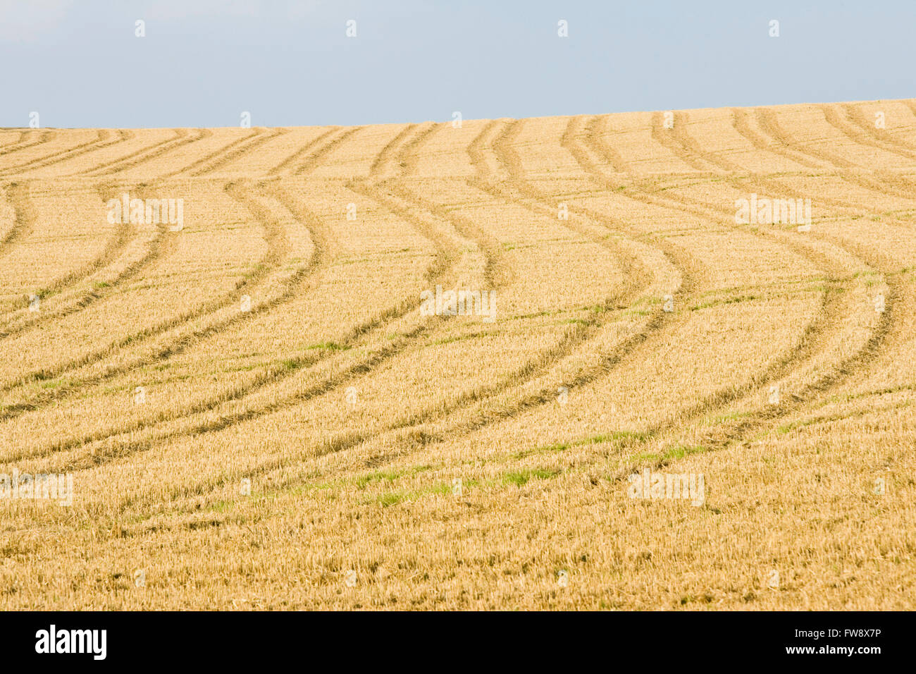 Farm fields with crops growing Stock Photo - Alamy