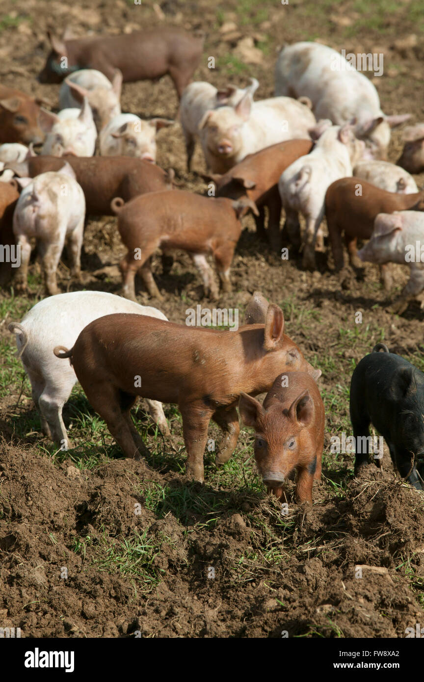Harnill Fram Pig unit Stock Photo - Alamy